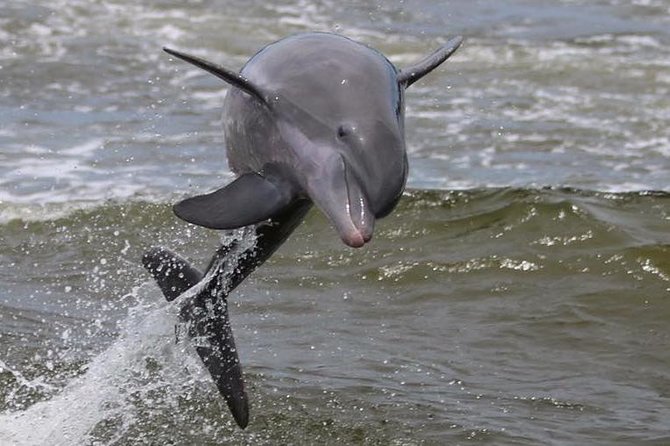 Alabama Gulf Coast Dolphin Cruise - Practical Tips for Your Dolphin Cruise