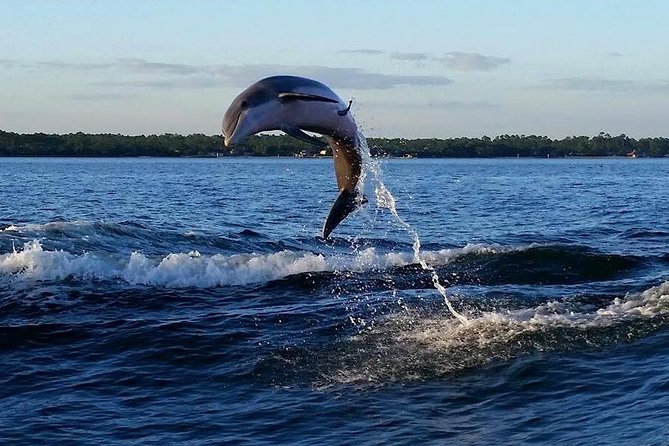 Alabama Gulf Coast Dolphin Cruise - Who Will Love This Tour?