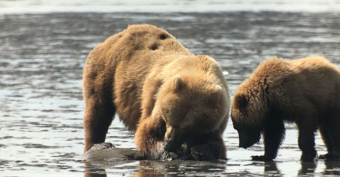 Alaska 9 Day Ocean Wildlife to Interior Wilderness Adventure - Transportation, Comfort, and Group Experience