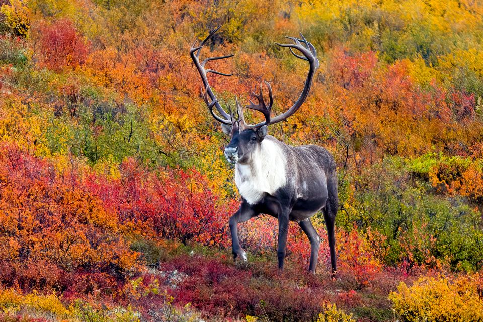 Alaska 9 Day Ocean Wildlife to Interior Wilderness Adventure - Final Thoughts: Is This Tour Right for You?