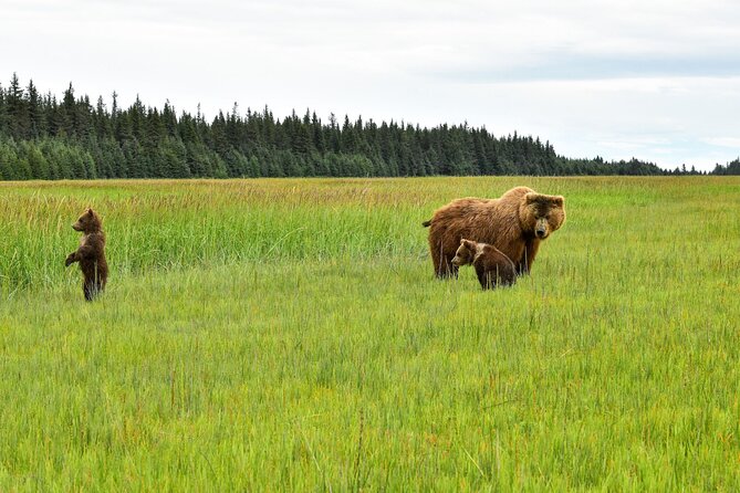 Alaska Bear Viewing Adventure from Seward - A Closer Look at the Alaska Bear Viewing Adventure from Seward