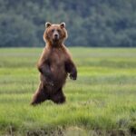 Alaska Bear Viewing Adventure from Seward - FAQs
