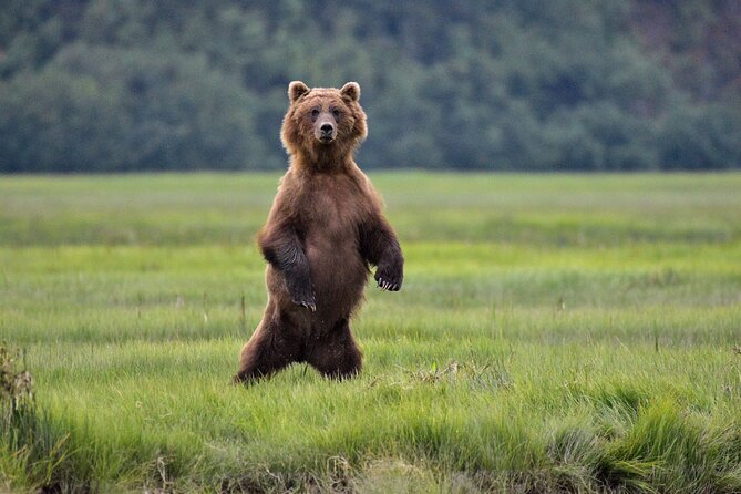 Alaska Bear Viewing Adventure from Seward - FAQs