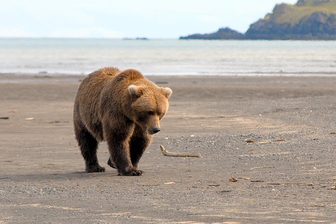 Alaska Bear-Viewing Day Trip from Homer - An In-Depth Look at the Alaska Bear-Viewing Day Trip