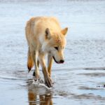 Alaska Bear-Viewing Day Trip from Homer - Final Thoughts