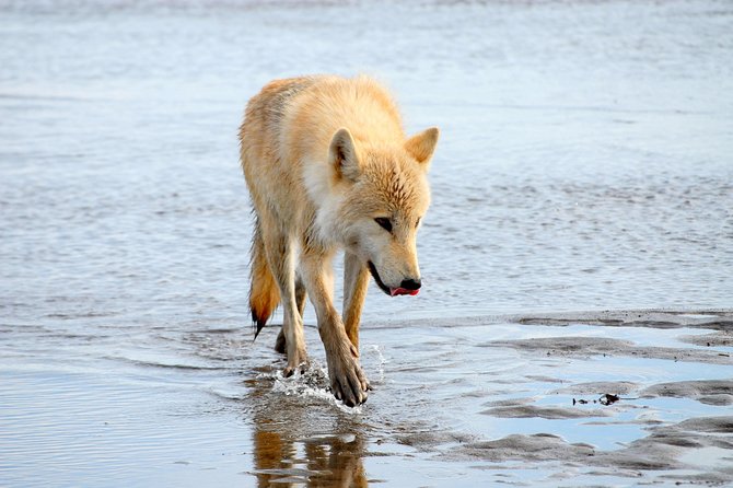 Alaska Bear-Viewing Day Trip from Homer - Final Thoughts