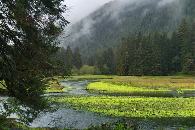 Alaska Bears and Silver Bay Homestead - Practical Details and Insights