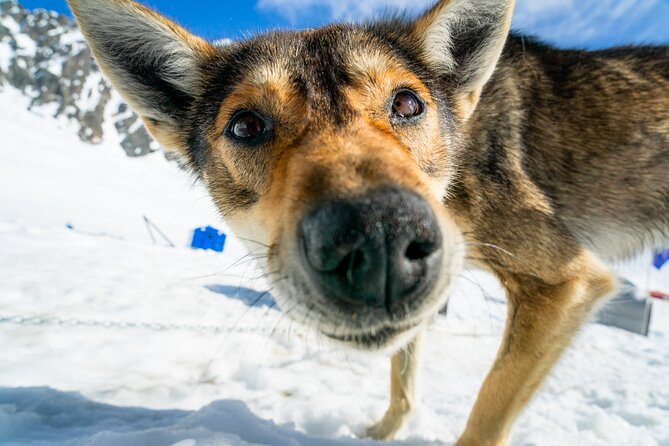Alaska Helicopter and Glacier Dogsled Tour - SEWARD AREA - FAQ