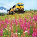Alaska Railroad Denali to Anchorage One Way - Authentic Insights from Travelers