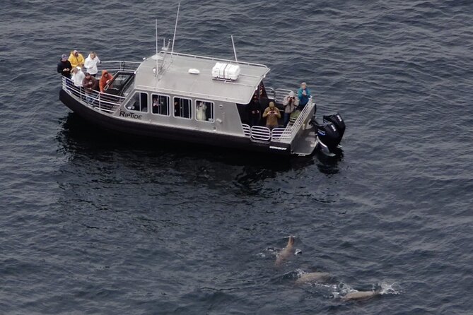 Alaska Whale Watching with bonus Drone viewing of Whales - The Voyage: What to Expect on This 3-Hour Alaska Marine Adventure
