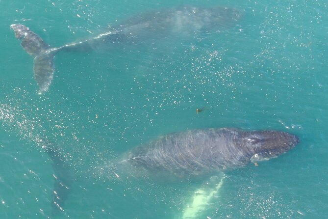 Alaska Whale Watching with bonus Drone viewing of Whales - The Authenticity of the Experience: Insights from Reviewers