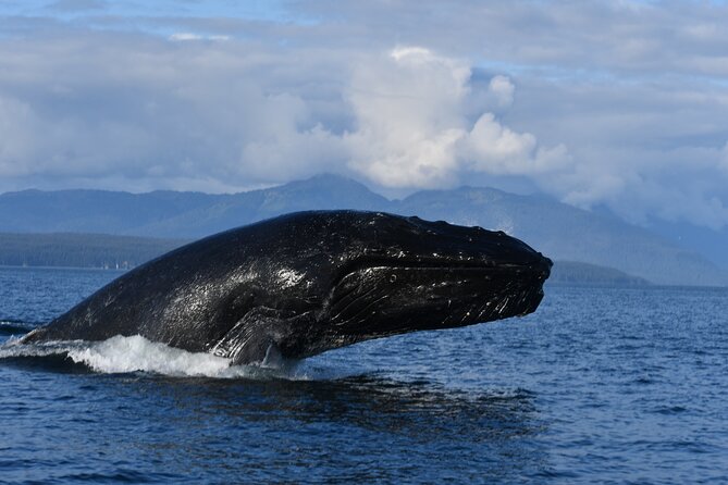 Alaska Whale Watching with bonus Drone viewing of Whales - The Sum Up: Is This Tour Worth It?