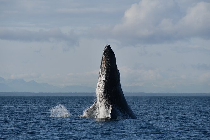 Alaska Whale Watching with bonus Drone viewing of Whales - FAQ