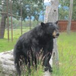 Alaska Wildlife Center and Turnagain Arm Tour w/Alyeska Tram - Who Will Love This Tour?