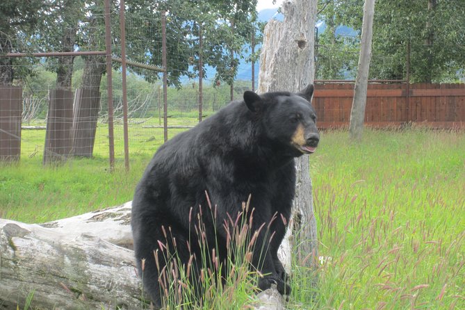 Alaska Wildlife Center and Turnagain Arm Tour w/Alyeska Tram - Who Will Love This Tour?