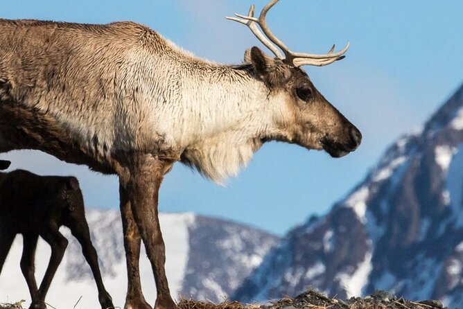 Alaska Wildlife Center and Turnagain Arm Tour w/Alyeska Tram - The Sum Up