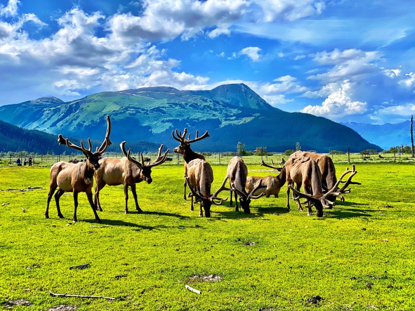 Alaska Wildlife Conservation Center: Admission Ticket - FAQ