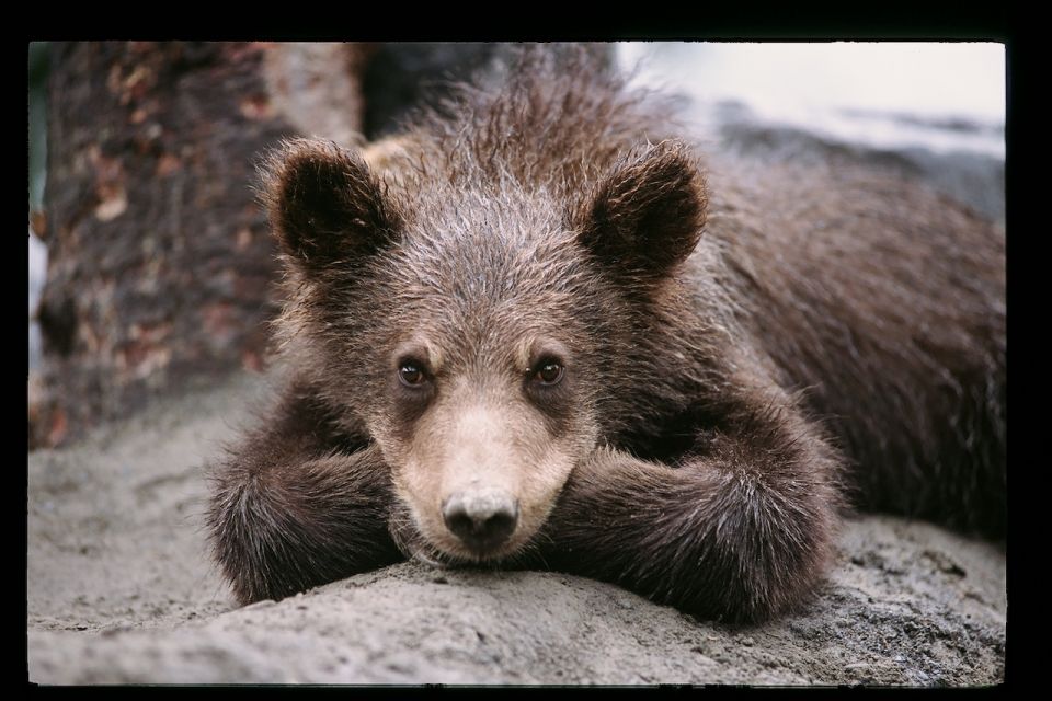 Alaska Wildlife Conservation Center: Admission Ticket - The Experience of Driving & Exploring