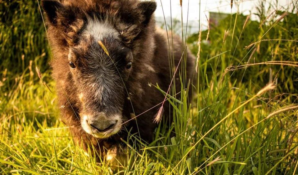 Alaska Wildlife Conservation Center: Admission Ticket - Wildlife Encounters & Notable Animals