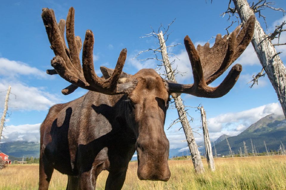 Alaska Wildlife Conservation Center: Admission Ticket - Practical Details & Tips