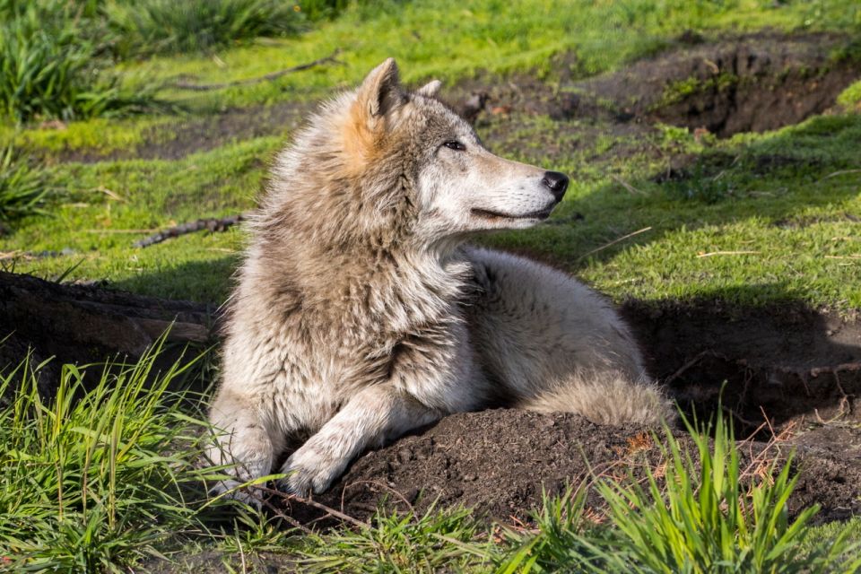 Alaska Wildlife Conservation Center: Admission Ticket - Final Thoughts