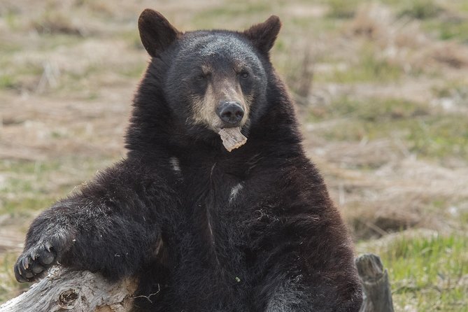 Alaska Wildlife Day Tour with Free Hotel Pickup - What to Expect from the Tour