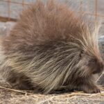 Alaska Wildlife Day Tour with Free Hotel Pickup - The Value of This Tour
