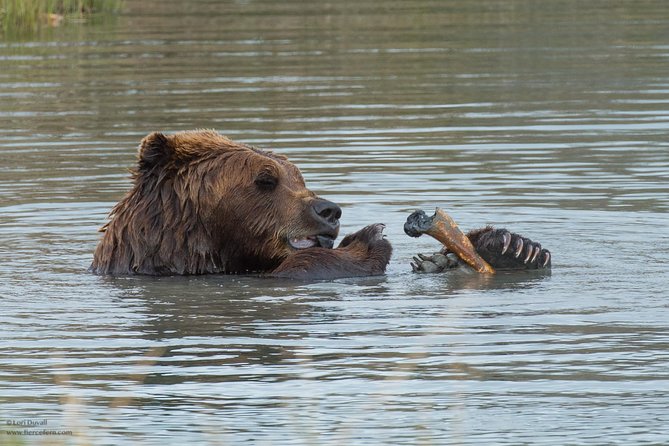 Alaska Wildlife Day Tour with Free Hotel Pickup - The Sum Up