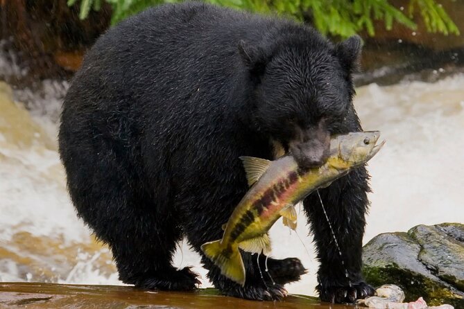 Alaska Wildlife Safari and Sightseeing Tour - The Itinerary in Detail: What to Expect