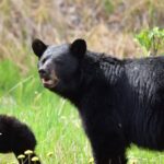 Alaska Wildlife Safari and Sightseeing Tour - Authentic Experiences and Honest Insights