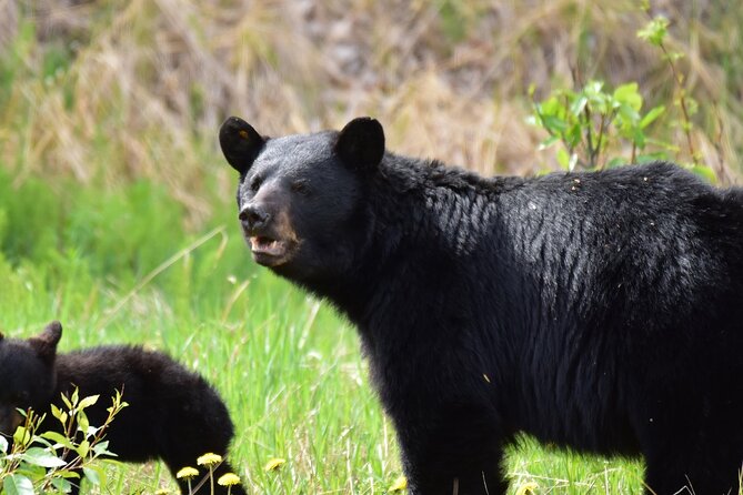 Alaska Wildlife Safari and Sightseeing Tour - Authentic Experiences and Honest Insights