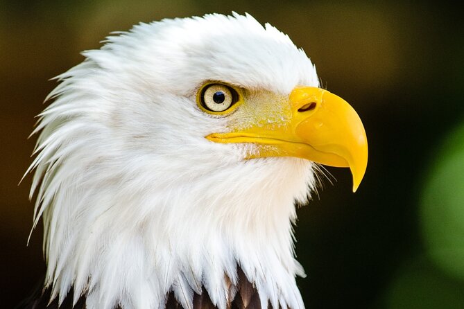 Alaska Wildlife Safari and Sightseeing Tour - Wrapping It Up
