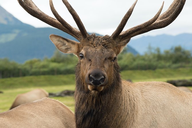 Alaska Wildlife Tour - An In-Depth Look at the Tour Itinerary