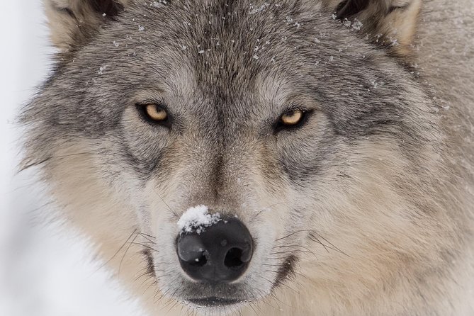 Alaska Wildlife Tour - What Sets This Tour Apart?