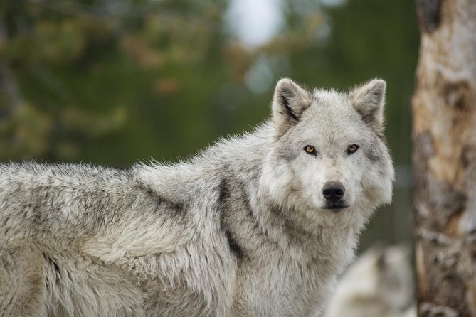 Alaska Wildlife Tour - Who Should Book This Tour?