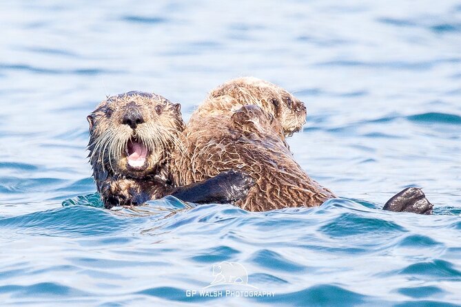 Alaska Wildlife Tour in Kachemak Bay - Setting the Scene: Why Choose This Tour?