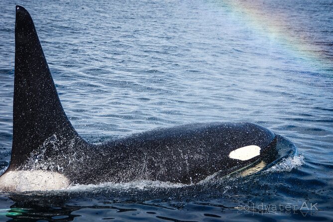 Alaska Wildlife Tour in Kachemak Bay - Guides and Customer Service