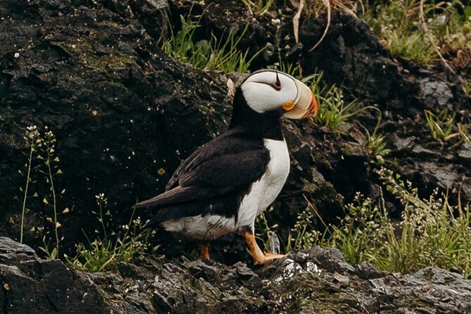 Alaska Wildlife Tour in Kachemak Bay - Weather and Cancellation Policy