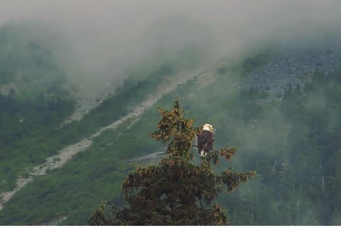 Alaska Wildlife Voyageur Canoe Safari from Haines - What Could Be Better?