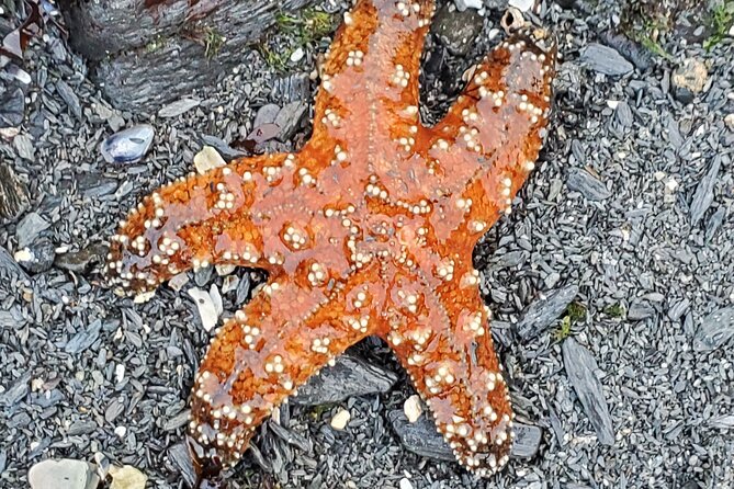 Alaska Wildlife Waterfall Tours - A Deep Dive into the Alaska Wildlife Waterfall Tours Experience