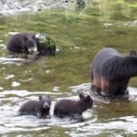 Alaska Wildlife Waterfall Tours - Who Should Book This Tour?