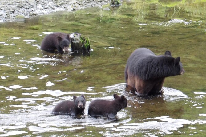 Alaska Wildlife Waterfall Tours - Who Should Book This Tour?