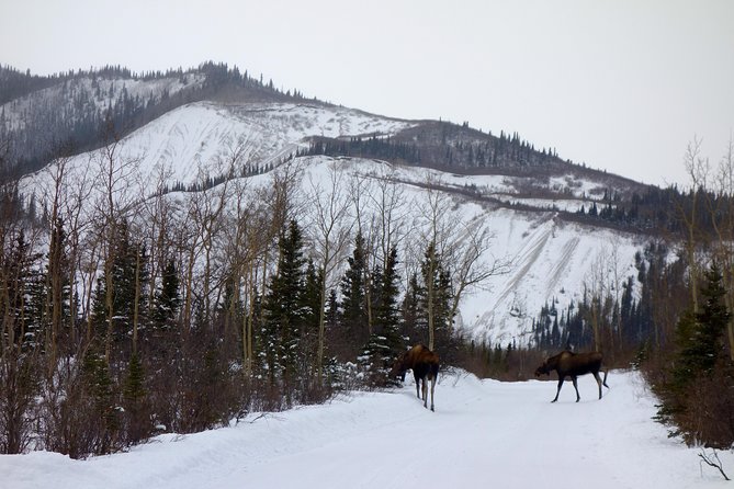 Alaskan Back Country Side by Side ATV Adventure with Meal - Who Would Love This Tour?