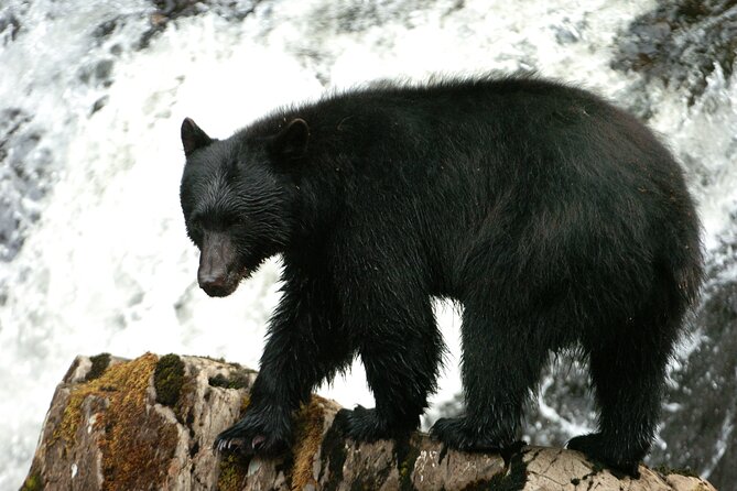 Alaskan Bear Encounter by Land & Sea - Key Points