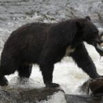 Alaskan Bear Encounter by Land & Sea - Who Is This Tour Best For?