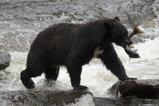 Alaskan Bear Encounter by Land & Sea - Who Is This Tour Best For?