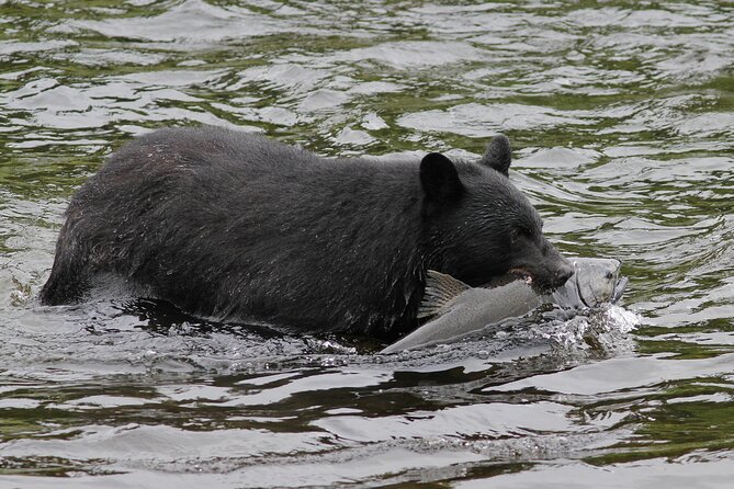 Alaskan Bear Encounter by Land & Sea - Final Thoughts