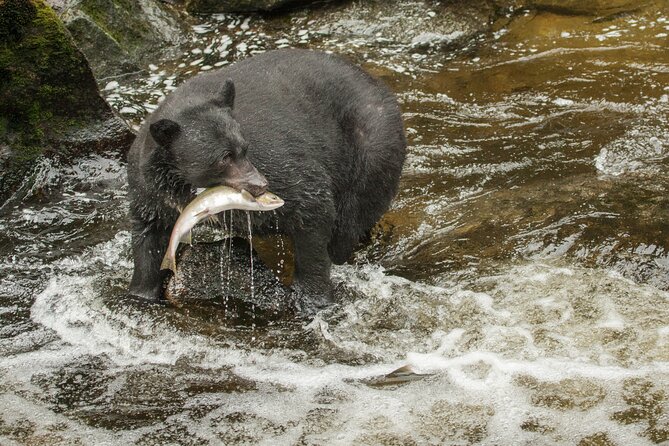 Alaskan Bear Encounter by Land & Sea - FAQ