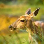 Alaskan Lodge Adventure and Seafeast - Exploring Tongass National Forest