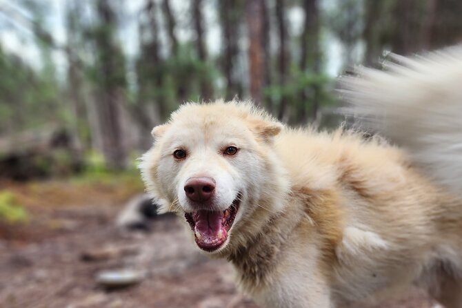 Alaskan Sled Dog Excursion in Fairbanks - What to Expect from the Tour